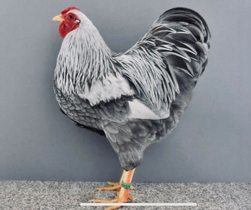 Rasse im Fokus 2024 – LVH Rassegeflügelzüchter e.V.